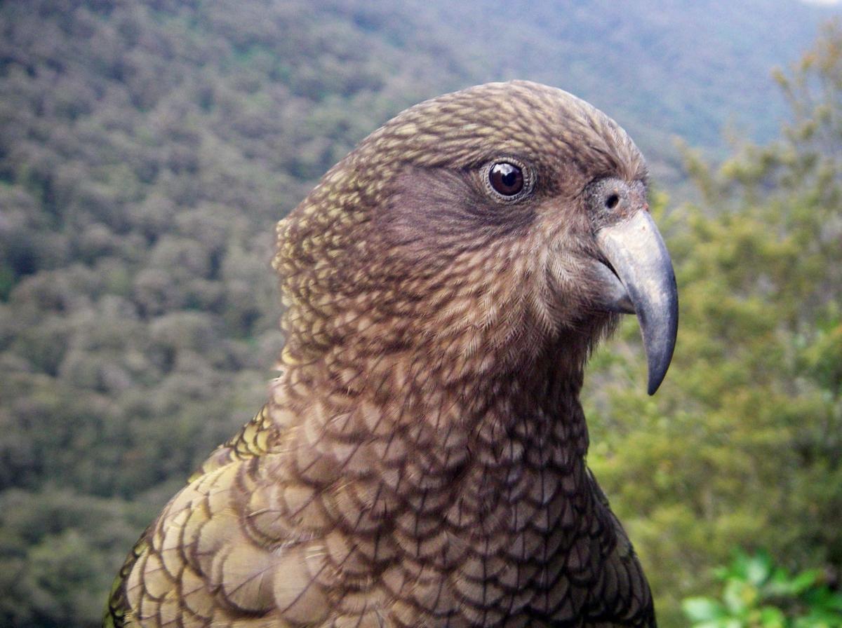 Probable more than six kea have died | Otago Daily Times Online News