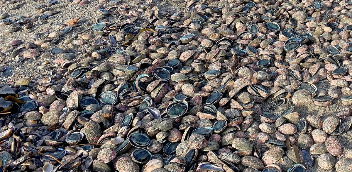 Thousands of paua on beach | Star News