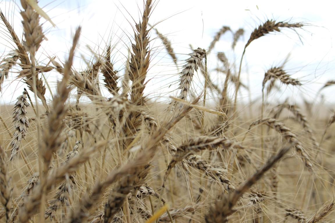 Australia forecasts record wheat crop despite floods | Otago Daily ...