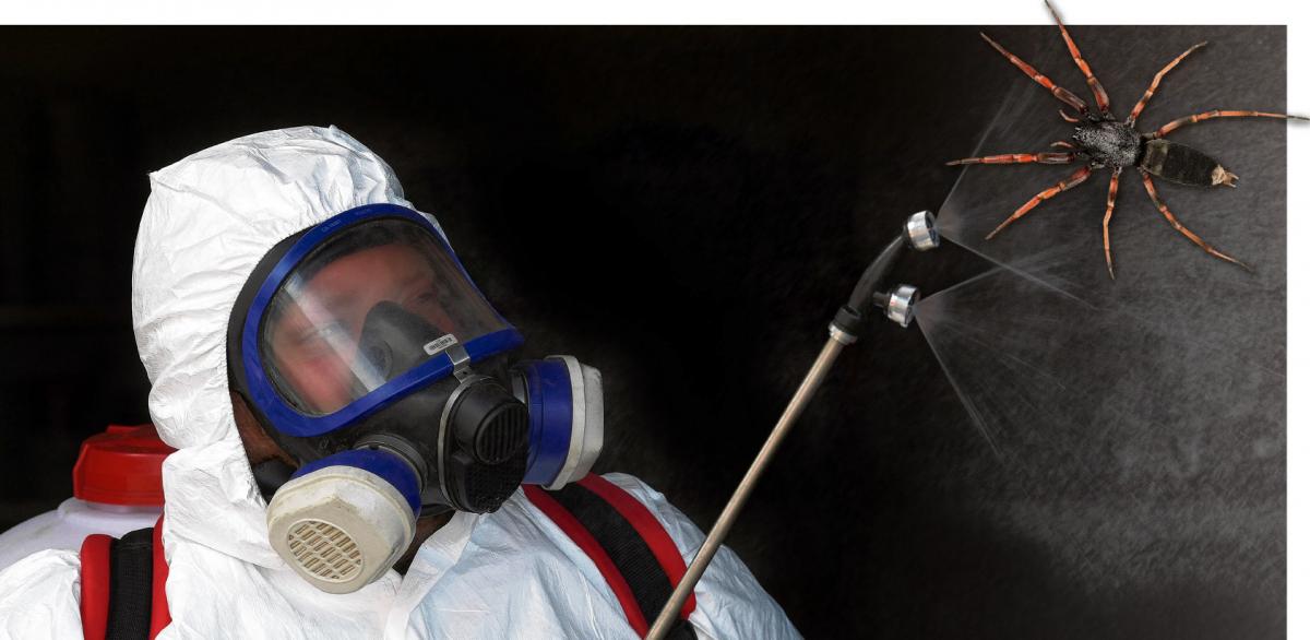 'Explosion' in Dunedin spider population | Otago Daily Times Online News