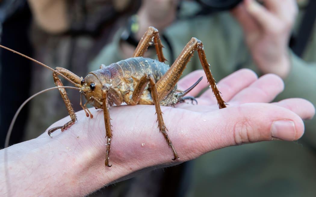 Largest giant wētā makes a Jurassic comeback | Star News