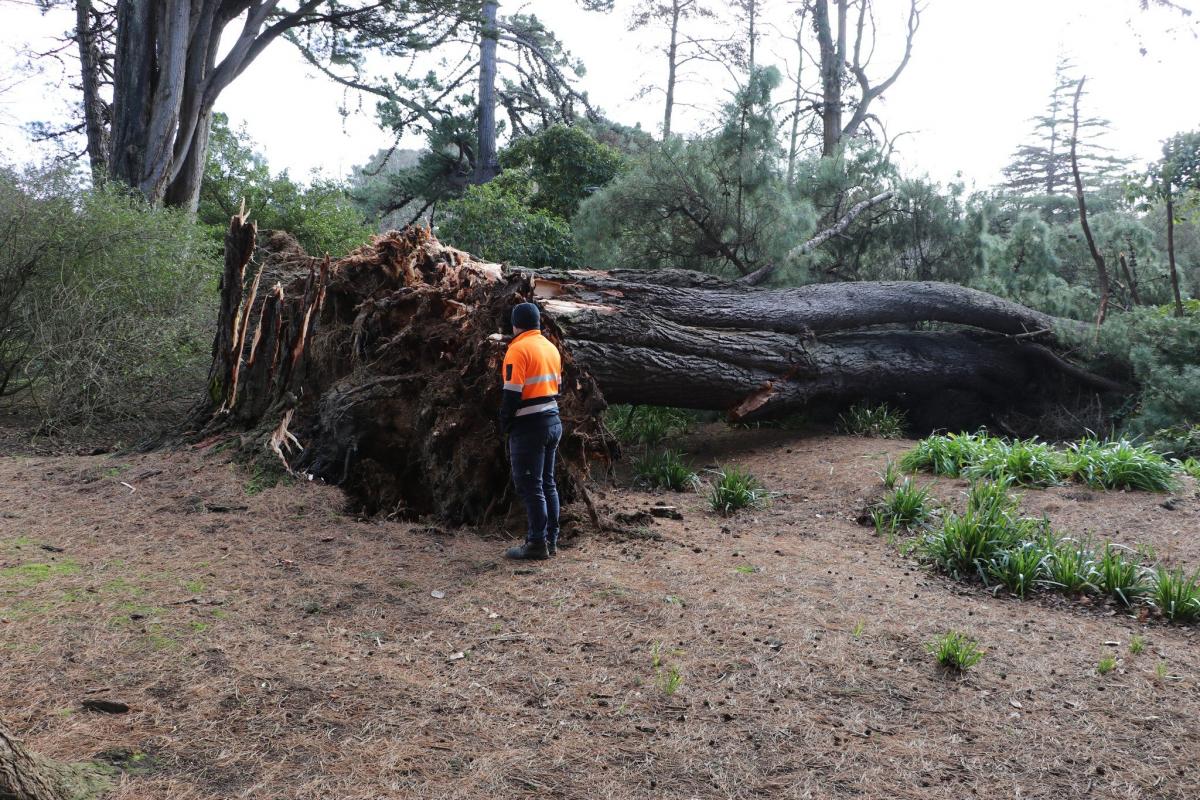 Wild weather uproots tree | Otago Daily Times Online News