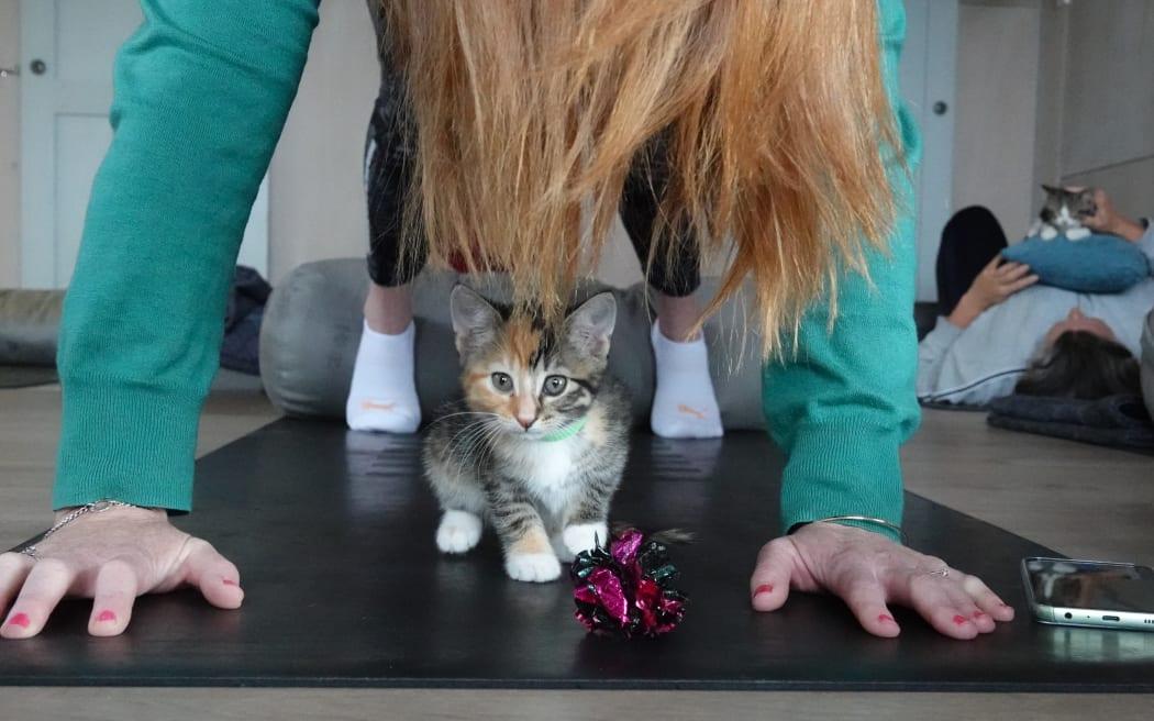 Kitten yoga 'the cutest thing ever' | Star News