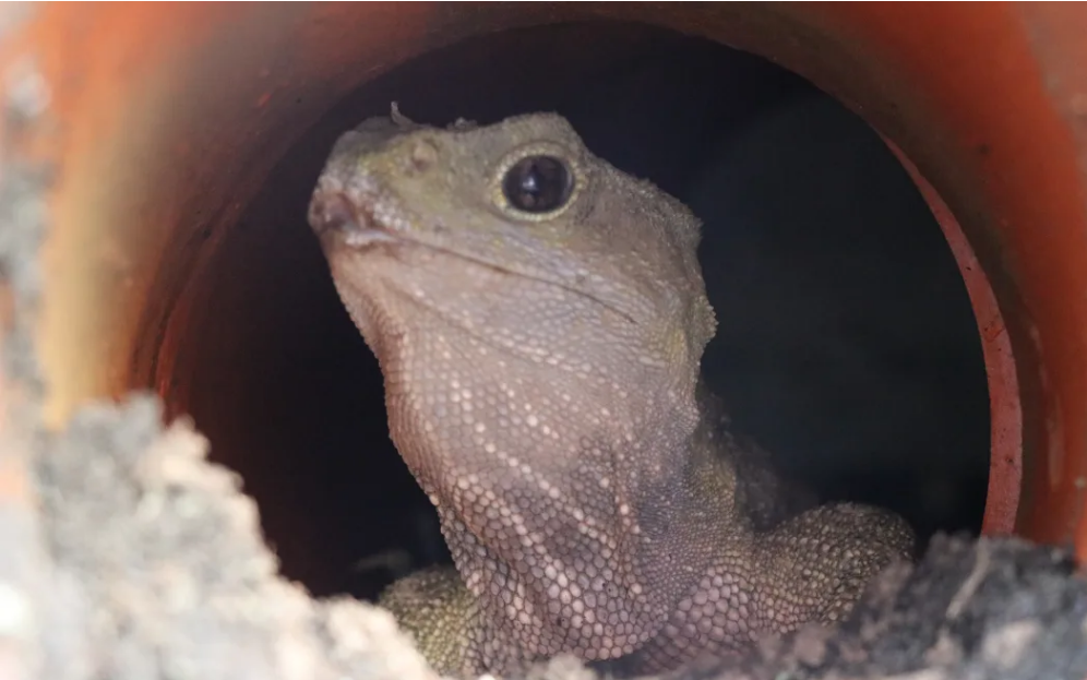 New Invercargill tuatara enclosure unveiled | Otago Daily Times Online News