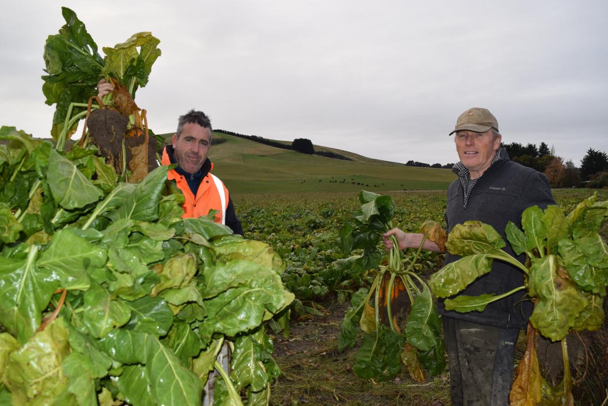 Fast growth, calving ease important | Otago Daily Times Online News