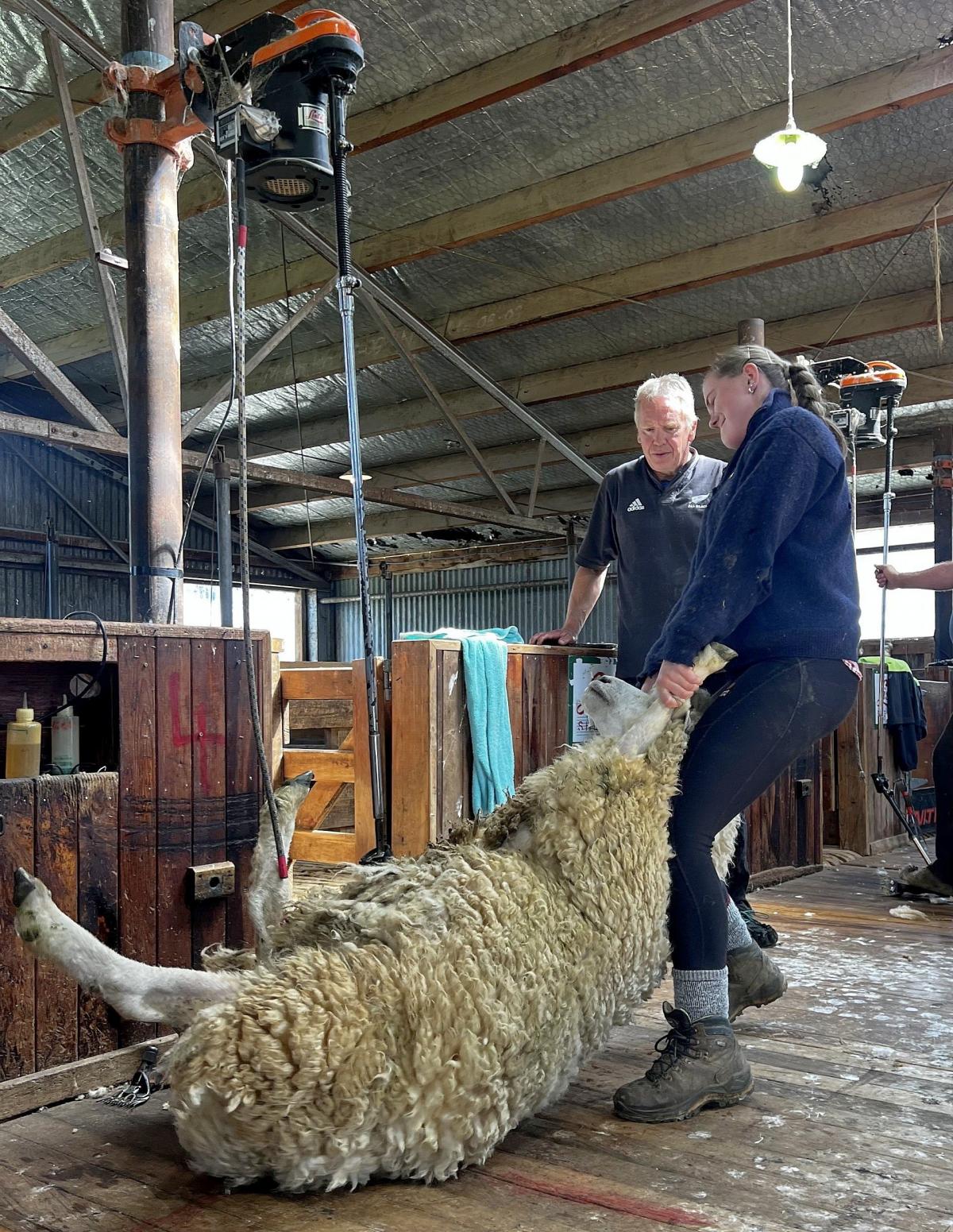 Students given taste of wool-harvesting process | Otago Daily Times ...
