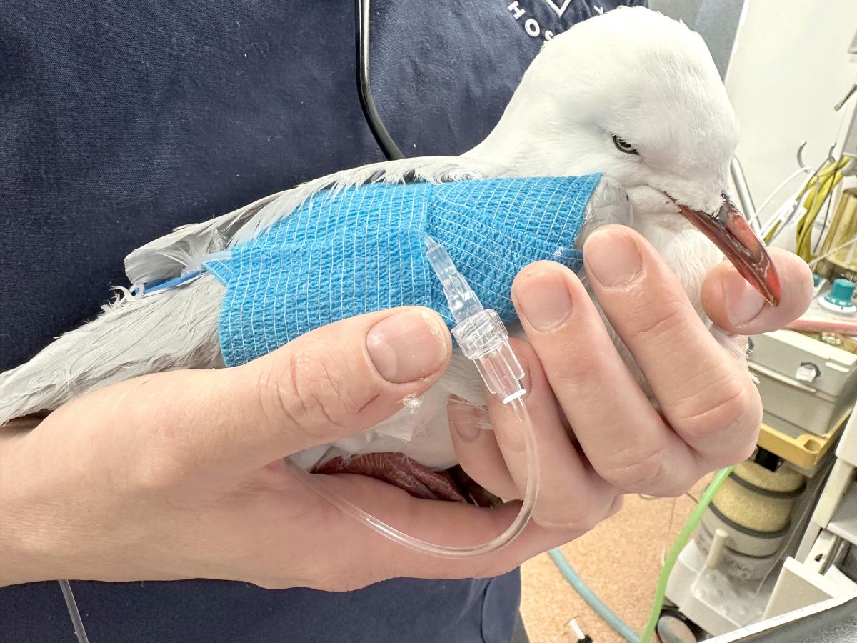 Gull healing from ‘very serious injuries’ in attack | Otago Daily Times ...