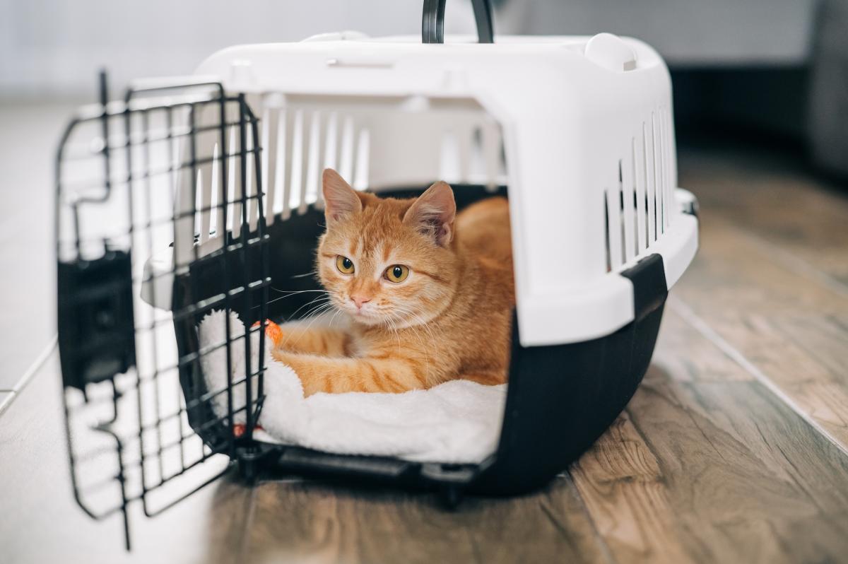 Fake vet fined after doctored documents discovered | Otago Daily Times ...