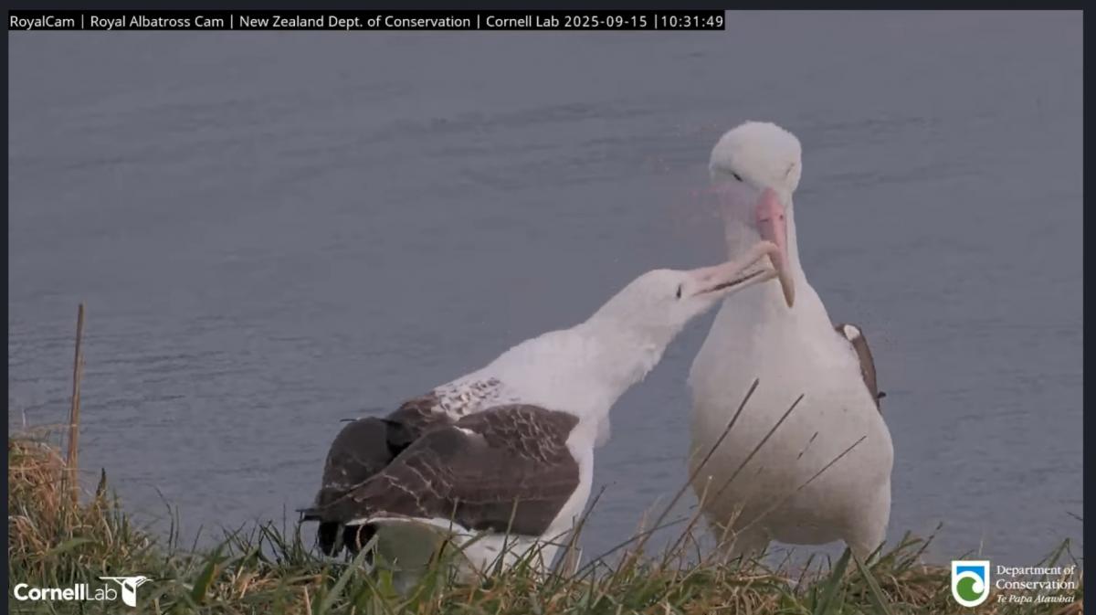 Albatross colony soars to record season | Otago Daily Times Online News