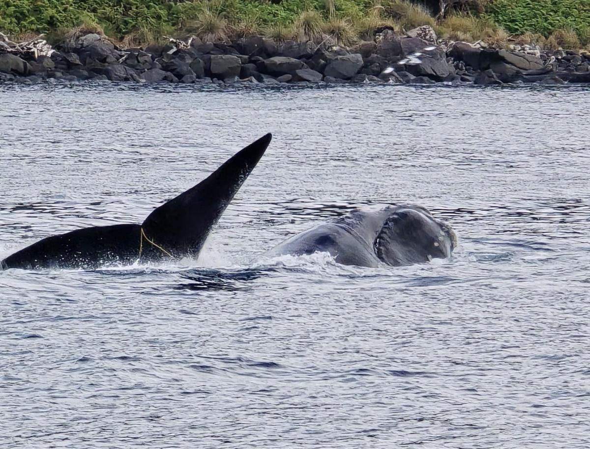 Public asked to help find whale | Otago Daily Times Online News