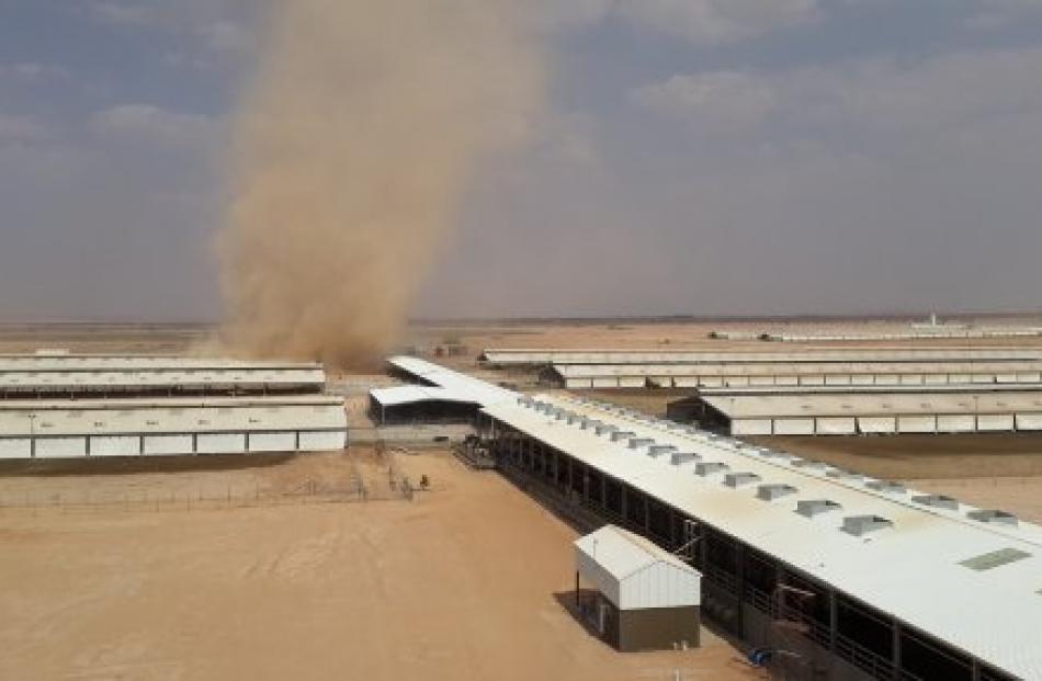 Sand and milk: Dairy farming in the desert | Otago Daily Times Online News