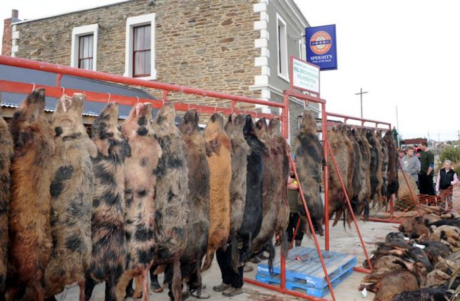 Dunback pig hunt hogs the plaudits (+ pics) | Otago Daily Times Online News