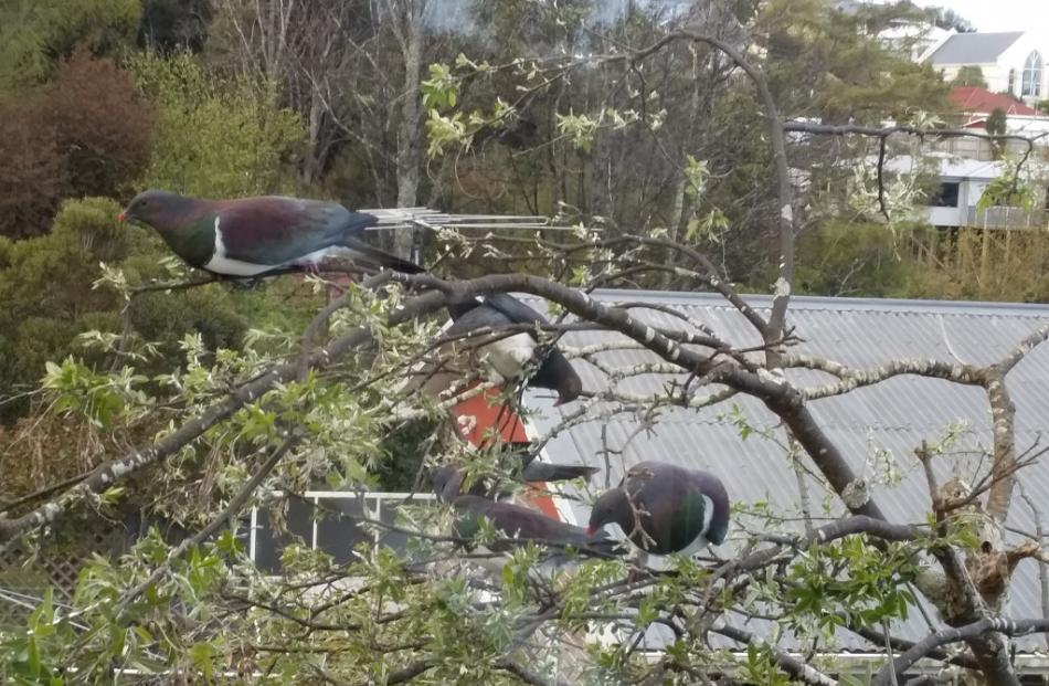 Invasion of wood pigeons | Otago Daily Times Online News