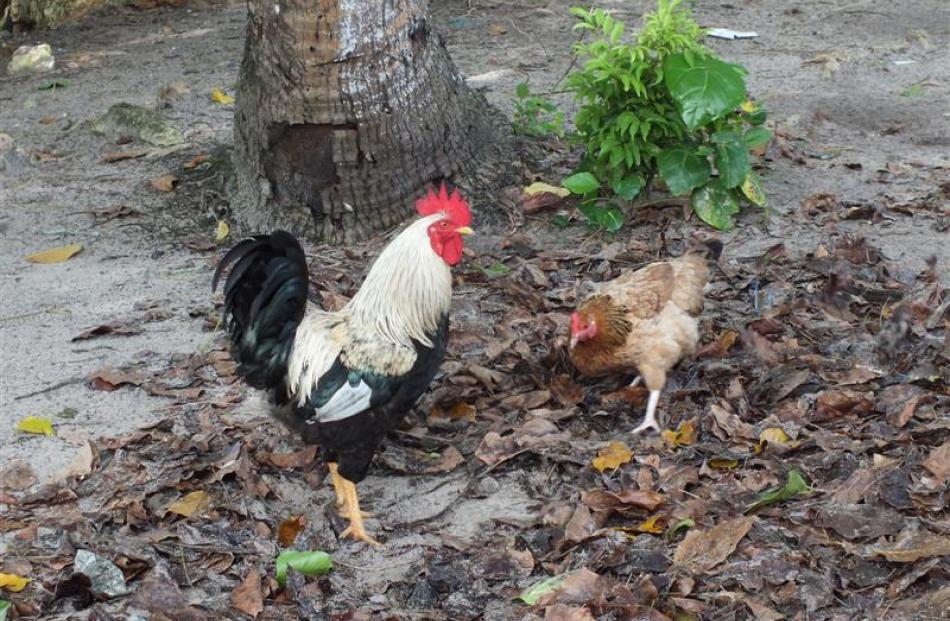 Striking gold in the Solomons | Otago Daily Times Online News