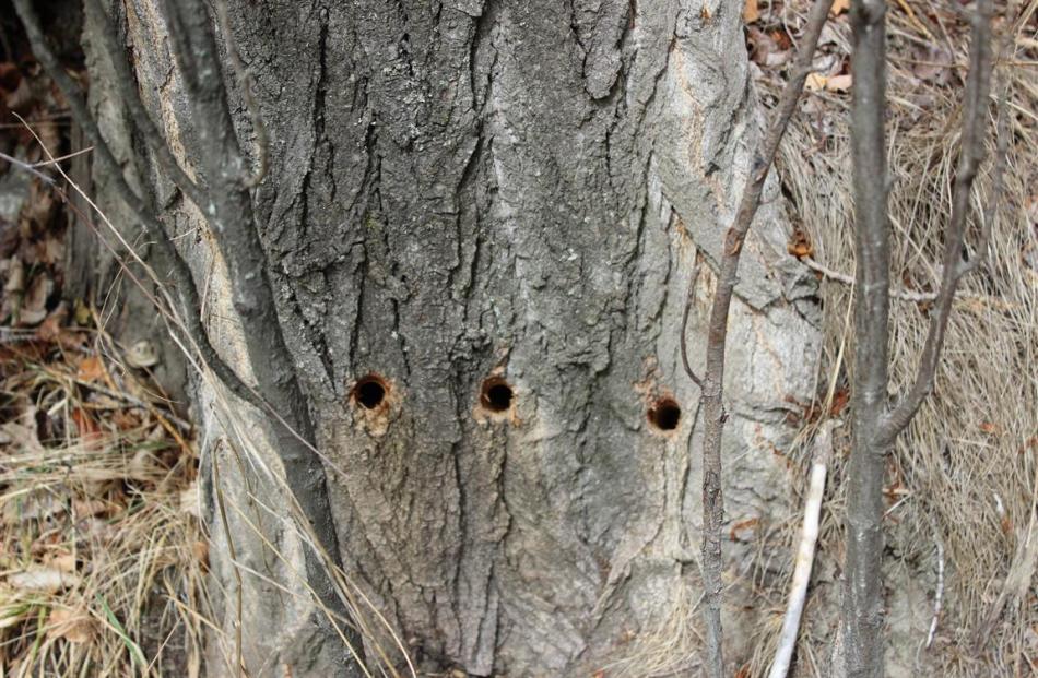 ORC says Alexandra trees poisoned | Otago Daily Times Online News