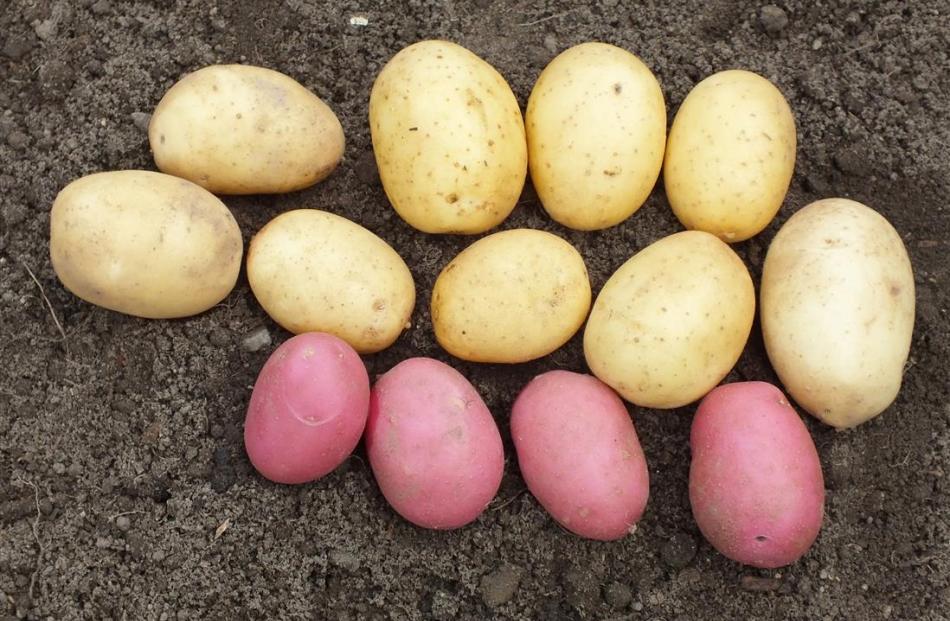 Exotic spuds on their way | Otago Daily Times Online News