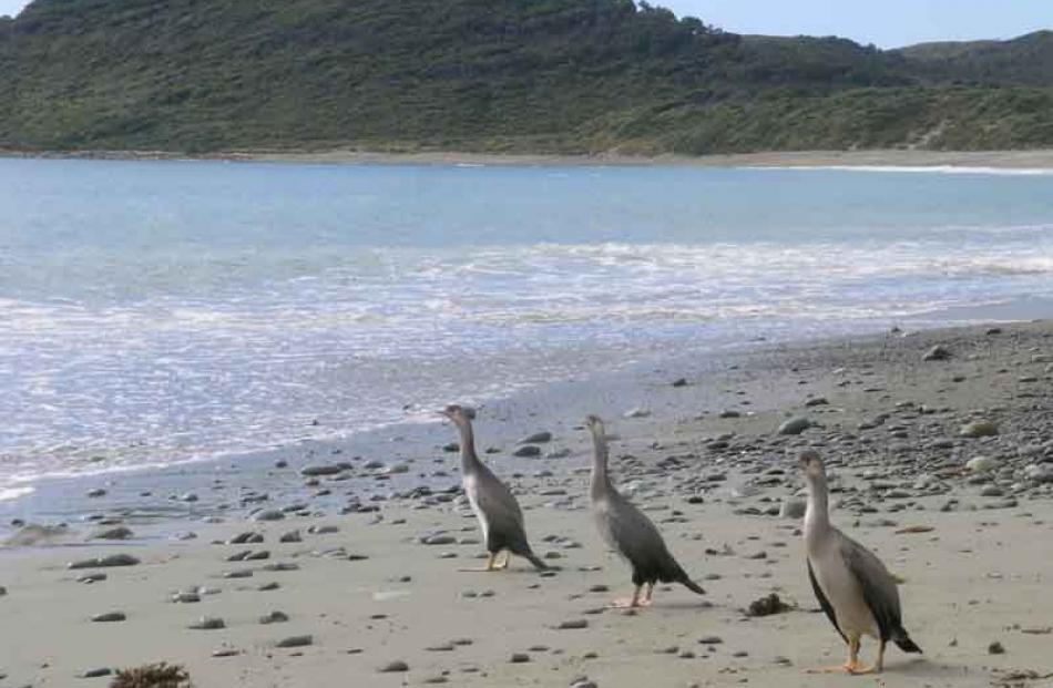 NZ's last frontier: Barn Bay Track | Otago Daily Times Online News