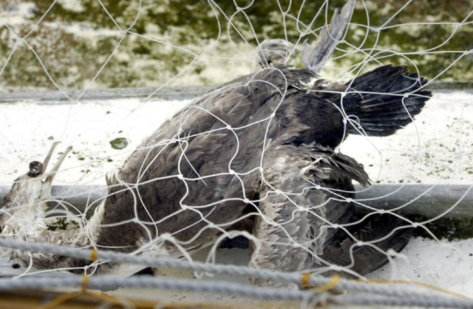 Otago boatie's net death-trap for sea birds | Otago Daily Times Online News