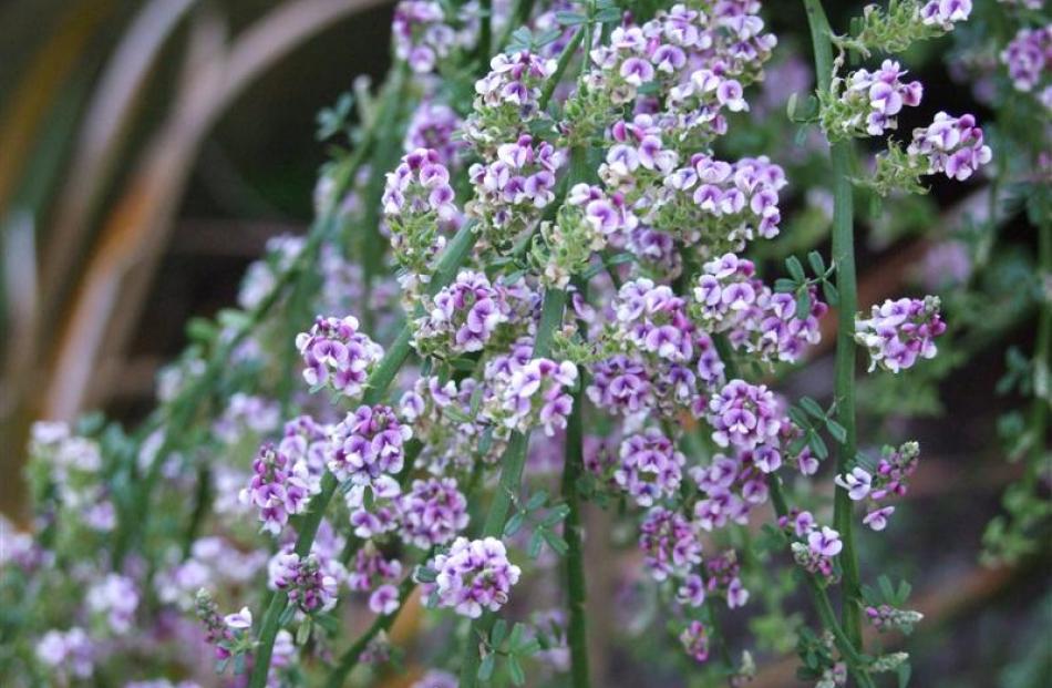 Let's Grow Native challenge | Otago Daily Times Online News